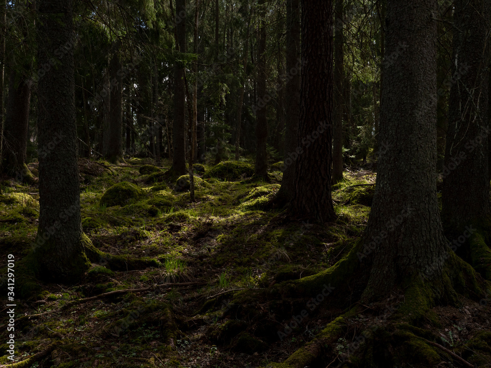 Tree forest landscape. Forest therapy and stress relief. Farnebofjarden ...