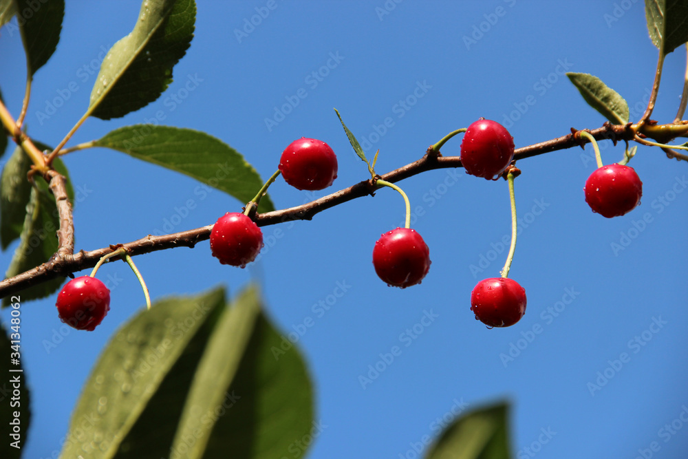 Red cherries fruits against the blue sky. Natural fruits summer macro ...