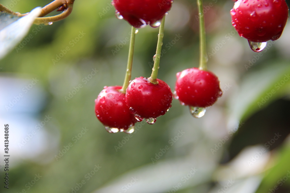 Red cherries with drops of water after the rain are lit by the sun ...