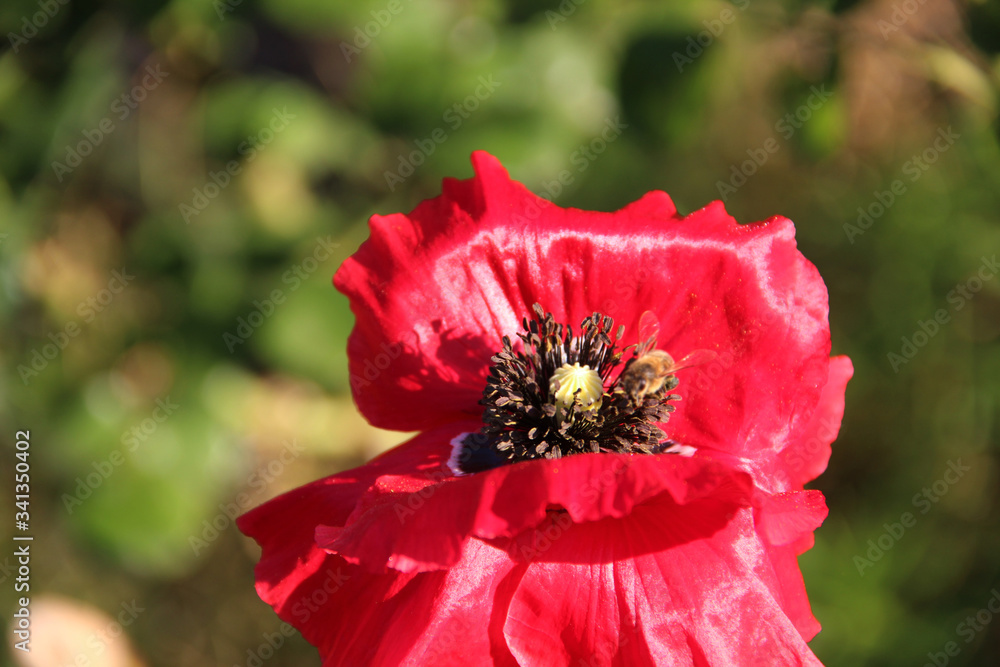 Beautiful gentle poppy flower in the garden. Natural floral background ...