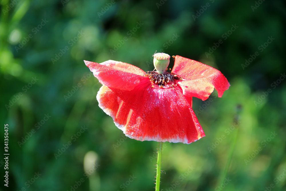 Beautiful gentle poppy flower in the garden. Natural floral background ...