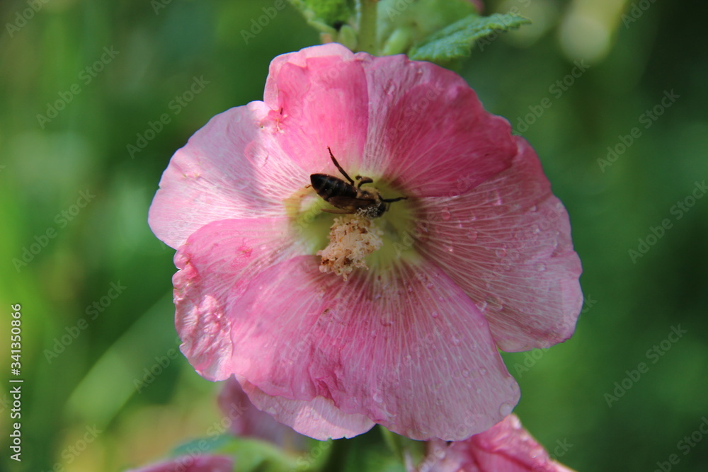 Beautiful floral landscape. Natural macro background. Beautiful pink ...