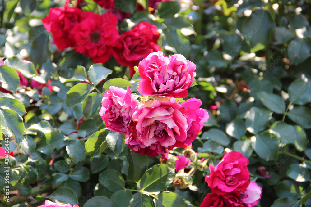 Beautiful tender roses flowers in the garden. Natural floral background ...