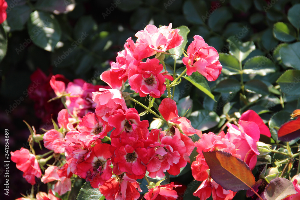 Beautiful tender roses flowers in the garden. Natural floral background ...