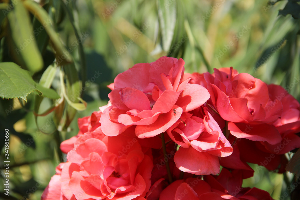 Beautiful tender roses flowers in the garden. Natural floral background ...