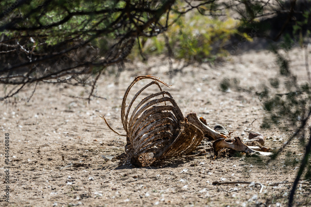 carcasse d'un animal mort et sec dans la savane africaine Stock Photo ...