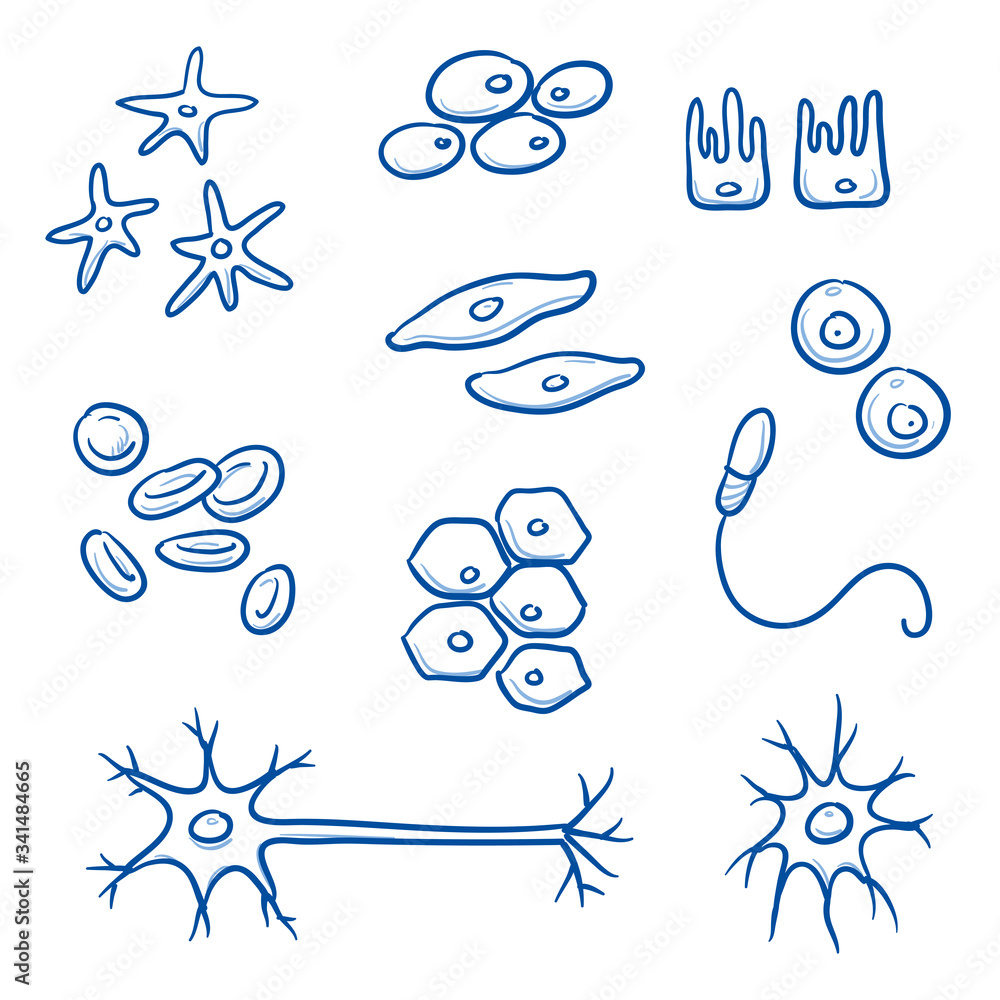 Set of different human cells, for medical info-graphics, nerve, bone ...