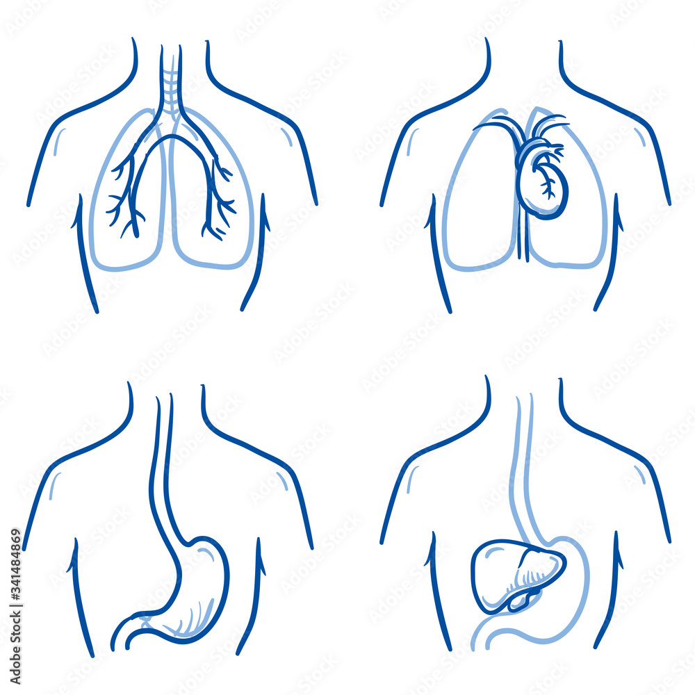 Set of different human inner organs in chest, for medical infographics ...