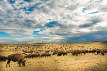 Buffalo Herd Free Stock Photo - Public Domain Pictures