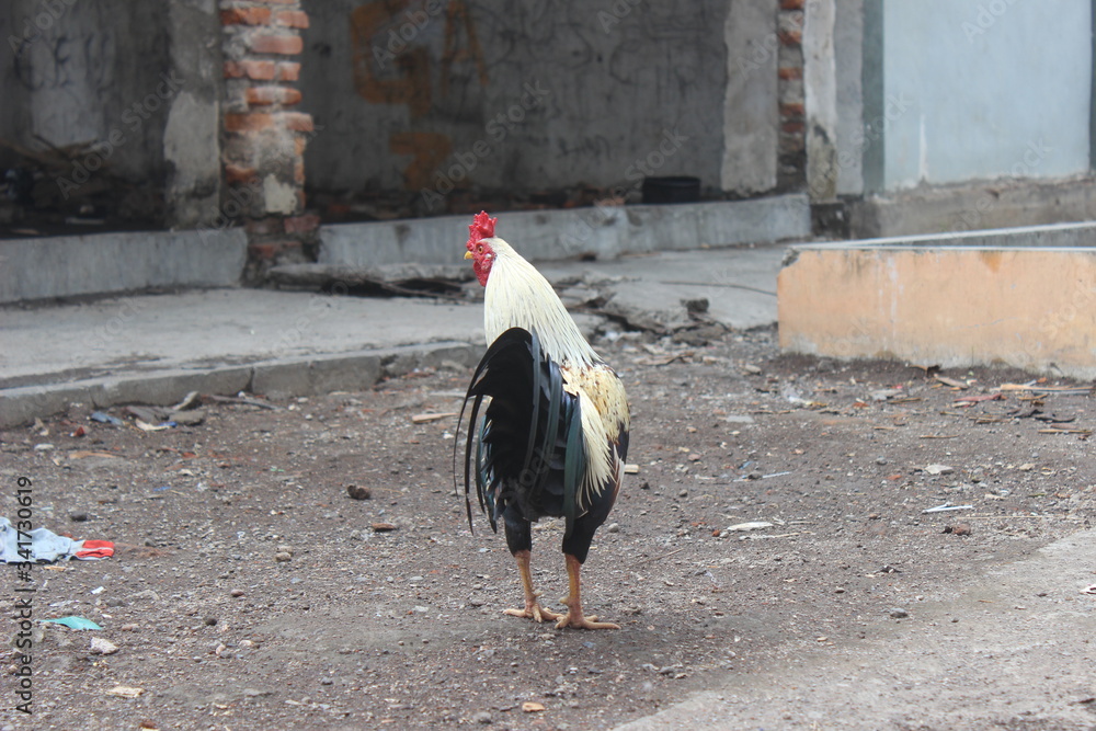 The Ayam Kampung is the chicken breed reported from Indonesia. The name ...