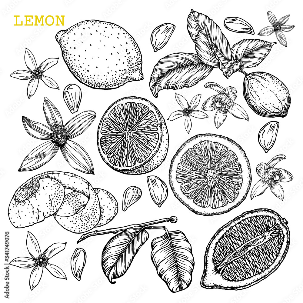 Hand-drawn lemons set isolated on white background. Whole lemon, sliced ...