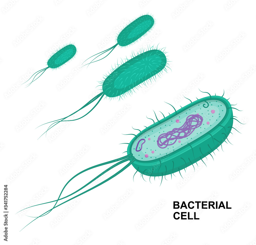 Vector bacterial cell anatomy isolated on white background. Educational ...