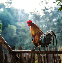 Beautiful Rooster Free Stock Photo - Public Domain Pictures