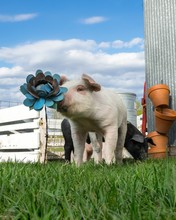 Flower Pig Free Stock Photo - Public Domain Pictures