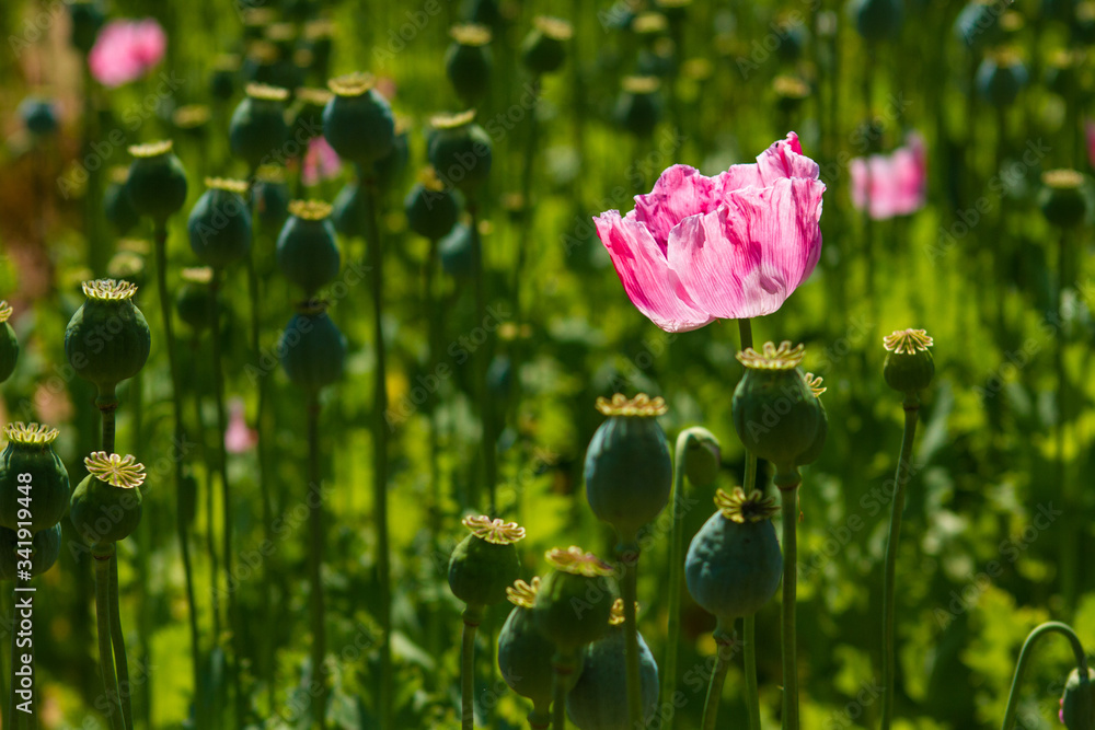 Schlafmohn (Papaver somniferum), Schlafmohn Anbau in Deutschland Stock ...