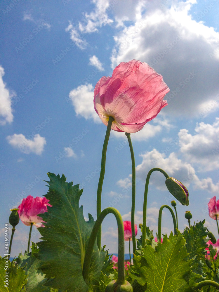 Schlafmohn (Papaver somniferum), Schlafmohn Anbau in Deutschland Stock ...