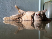 Brooding Cat Free Stock Photo - Public Domain Pictures