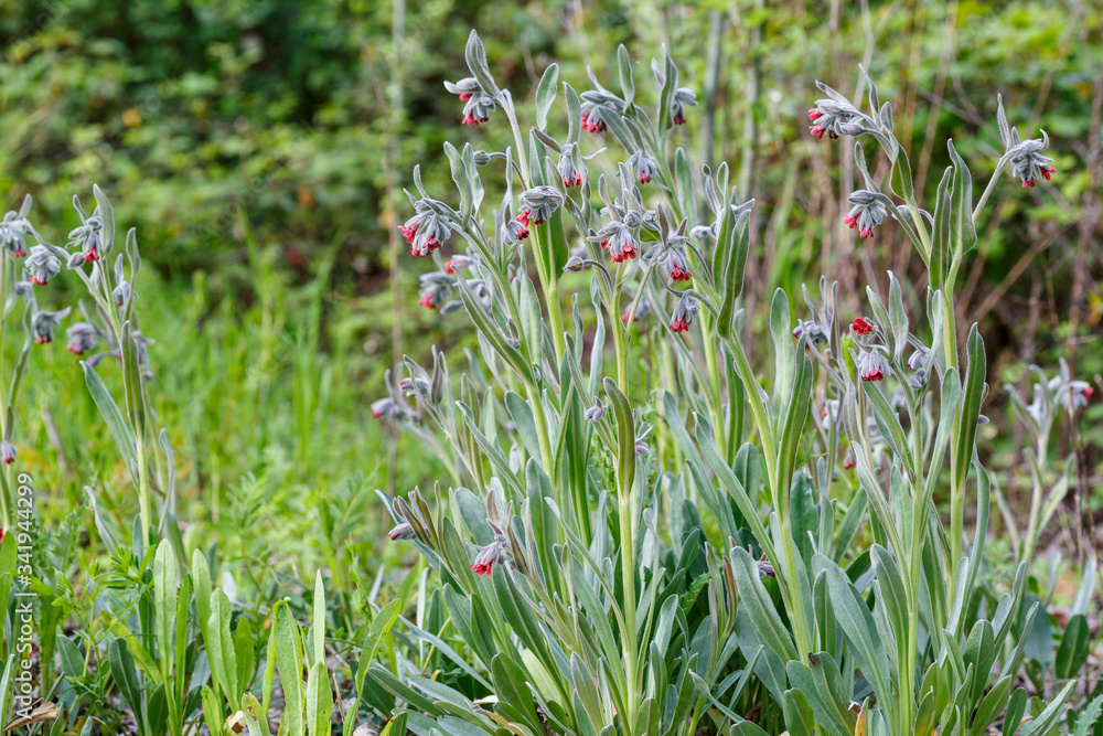 Pardoglossum cheirifolium. Plantas oreja de liebre, con flores de ...
