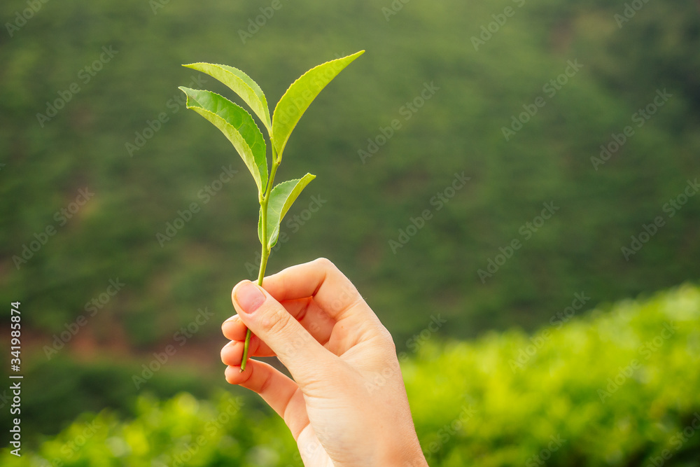 indian tea plantations and leafs in India Kerala Munnar Stock Photo ...