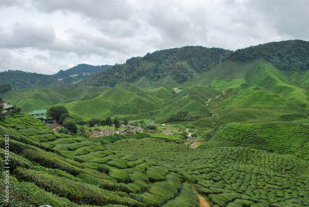Tea farm in Cameron Highlands, Malaysia Stock Photo | Adobe Stock