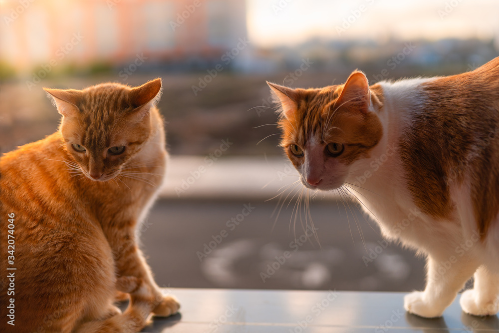 Foto de Stock gato atigrado de color marron y gato blanco y marron se ...