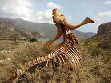 Decaying Carcass Of Dead Animal Free Stock Photo - Public Domain Pictures