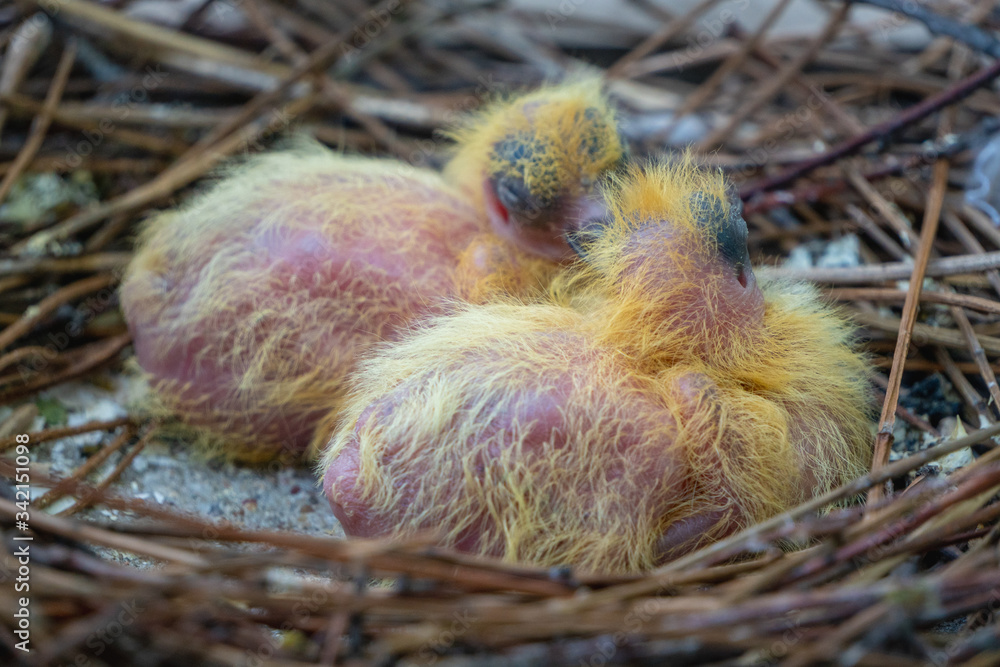 two little yellow newborn pigeon chicks lie naked without feathers and ...