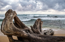 Driftwood On Beach Free Stock Photo - Public Domain Pictures