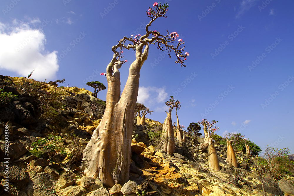 Bottle Tree(Adenium) in Firhin Forest in Socotra island, Yemen. Stock ...