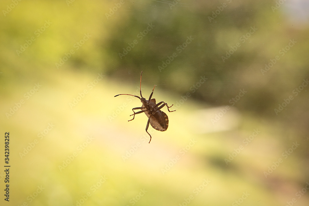 Mottled Shield Bug, Brown marmorated stink bug, Halyomorpha halys, pest ...