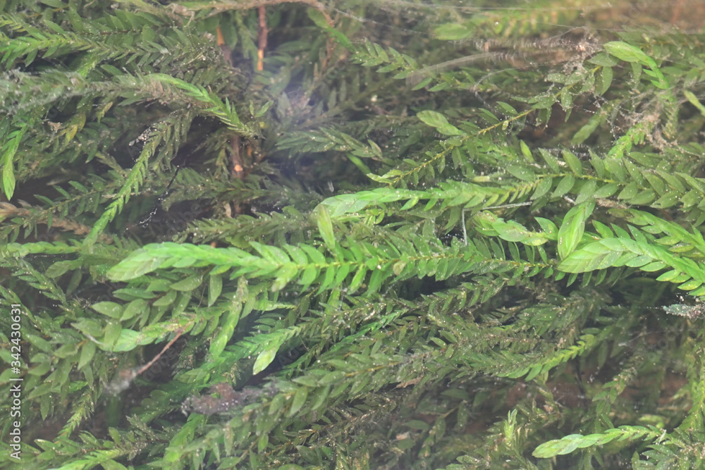 Fontinalis antipyretica, known as the antifever fontinalis moss ...