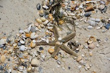 Star Fish, Shell & Pebble Free Stock Photo - Public Domain Pictures