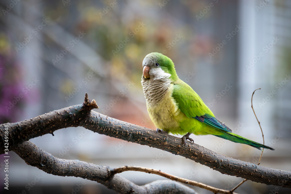 Monk parakeets, Myiopsitta monachus, resting perched on a tree branch ...