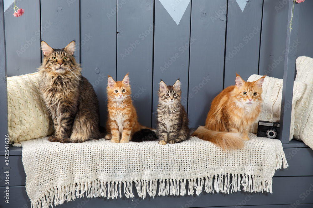 Family of four Maine Coon cat - mother, father and children - sitting ...