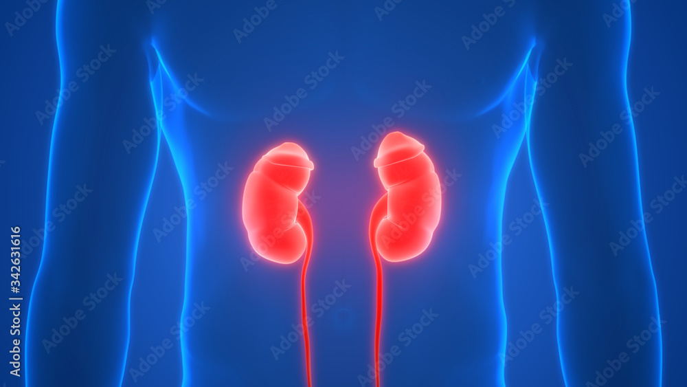 Human Internal Organ of Urinary System Kidneys with Bladder Anatomy X ...