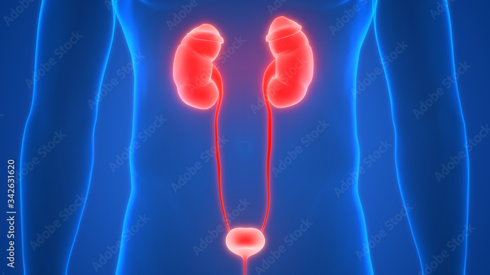 Human Internal Organ of Urinary System Kidneys with Bladder Anatomy X ...
