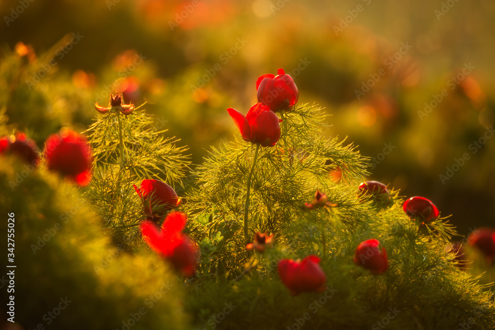 Beautiful blooming red peonies in the rays of the setting sun. Paeonia ...