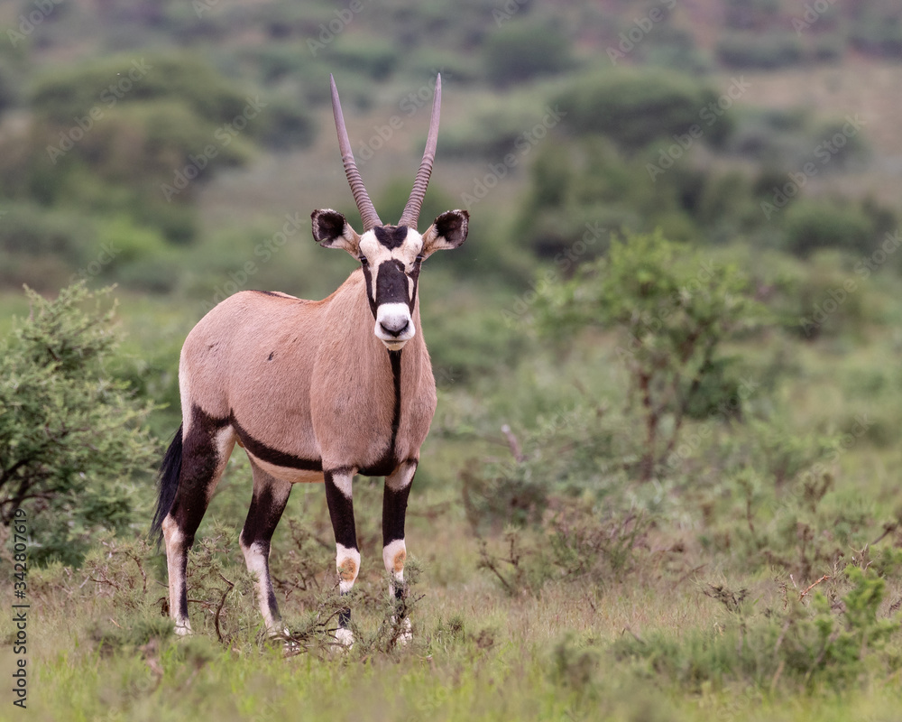 One gemsbok with long,straight horns walking in the lush green veld of ...