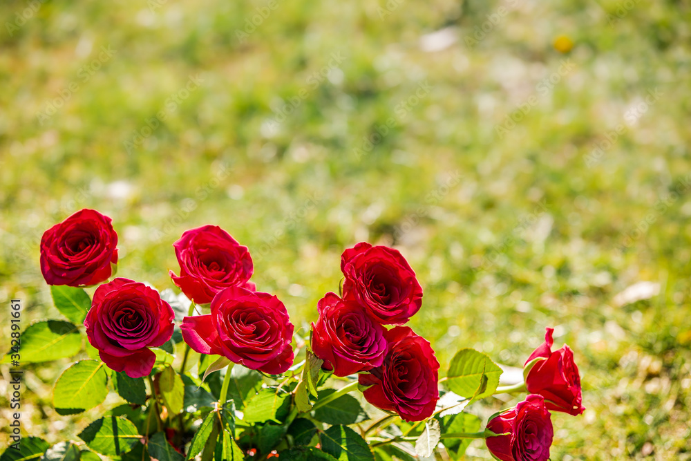 Red roses. Bunch of red roses on natural green grass background. Roses ...
