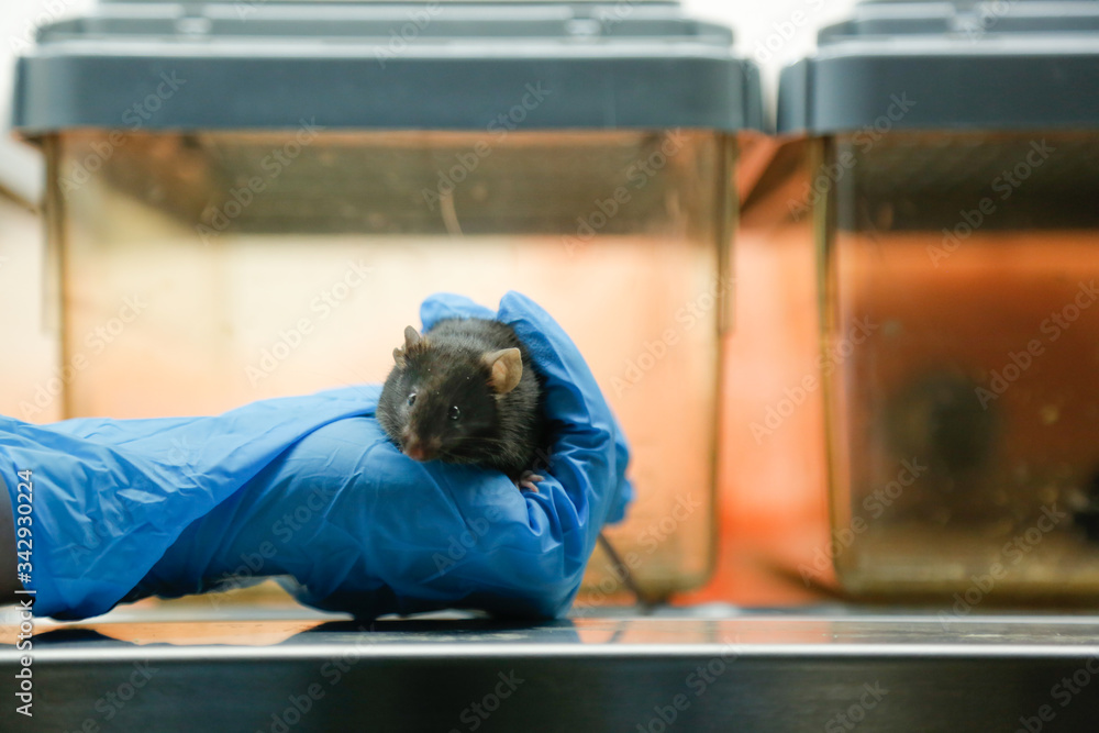A scientist in a laboratory is testing a new vaccine or drug on a ...
