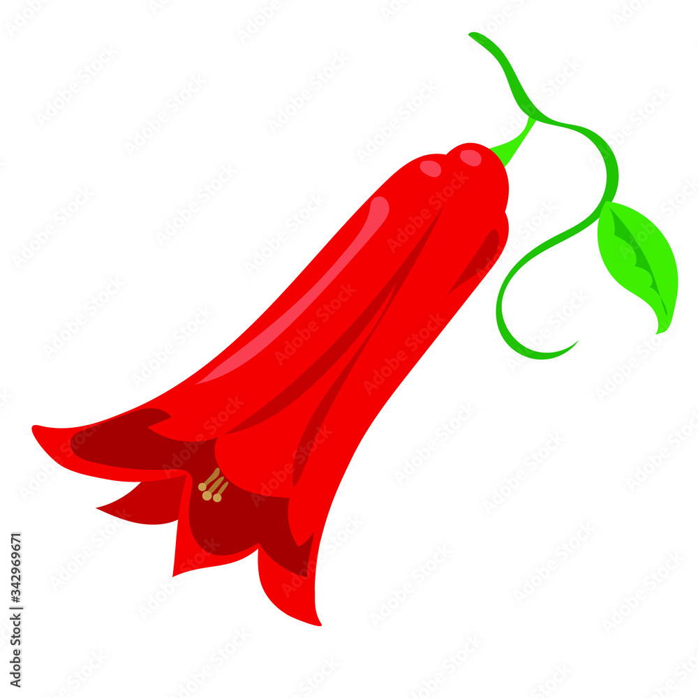 Flor representativa del país Chile. Copihue. Ilustración vector Stock ...