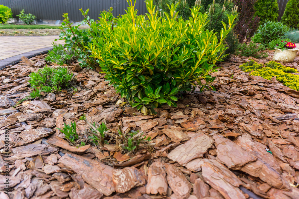 Tree bark for decoration and mulching in landscape design. Tree bark ...