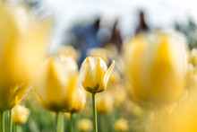 Yellow Tulip Free Stock Photo - Public Domain Pictures
