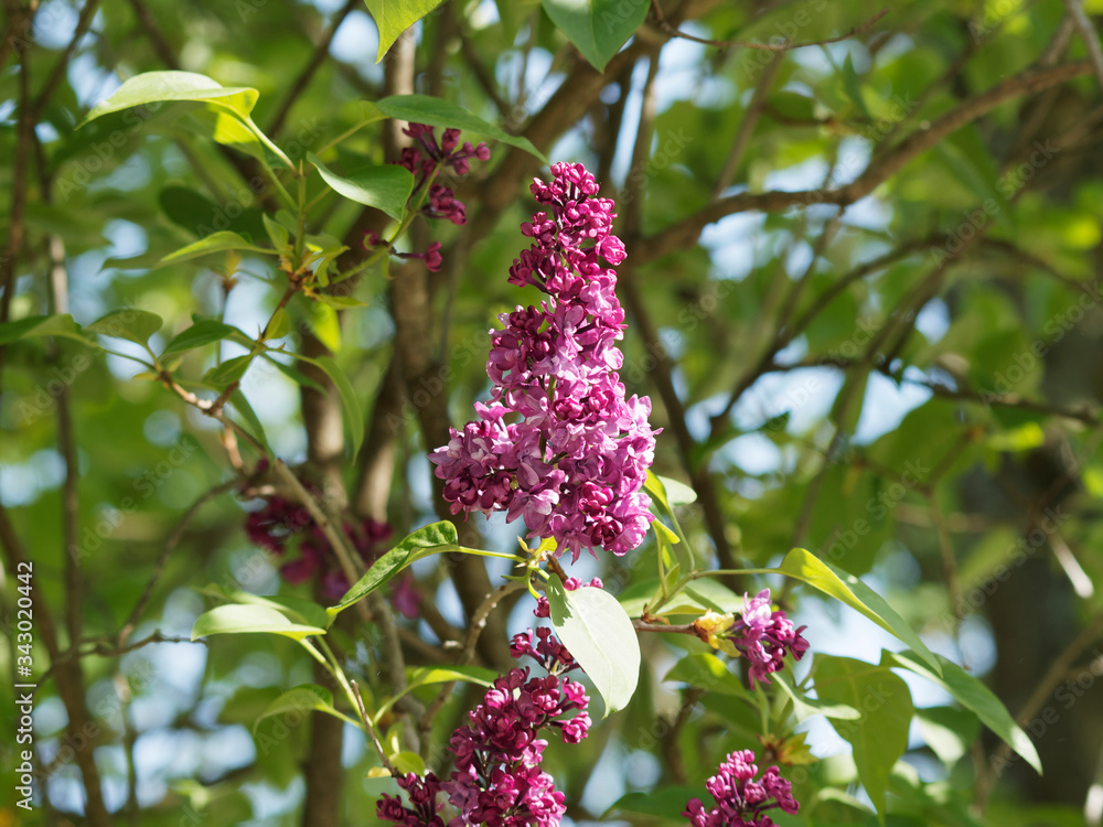(Syringa vulgaris) Gros plan sur grappe de lilas commun ou lilas ...