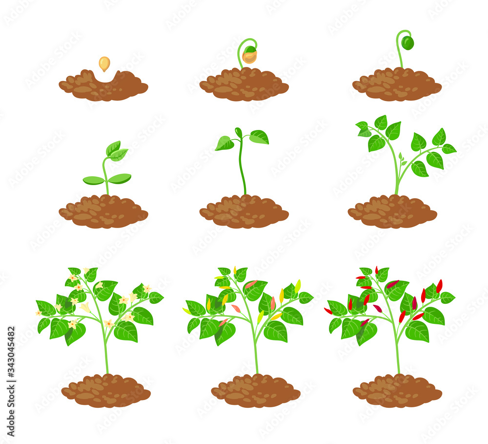Vetor Chilli Pepper Plant Growth Stages Infographic Elements. Chili Sapling Planting Process ...