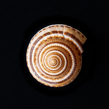 Sundial Shells Free Stock Photo - Public Domain Pictures