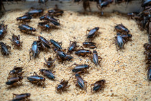 Crickets, Insects, Farm, Grow Free Stock Photo - Public Domain Pictures