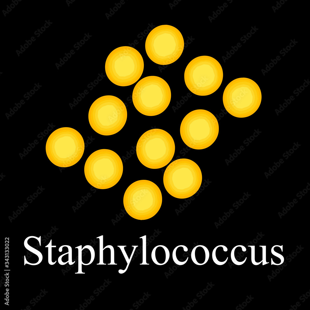 Staphylococcus aureus. Bacteria staphylococcus. Infographics. Vector ...