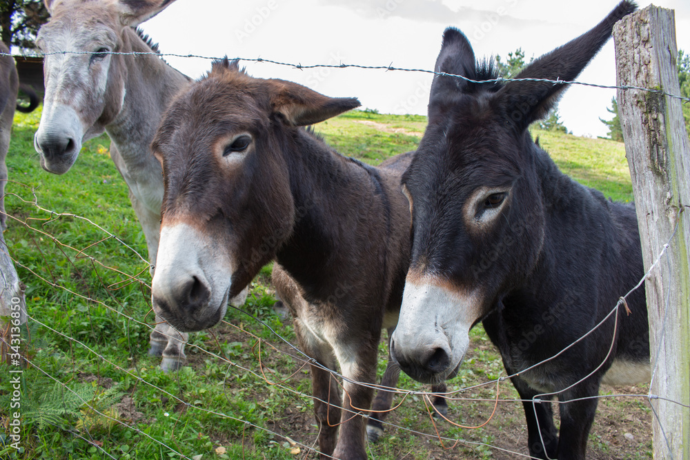 Three donkeys behind the fence. Donkeys at countyside. Farm concept ...