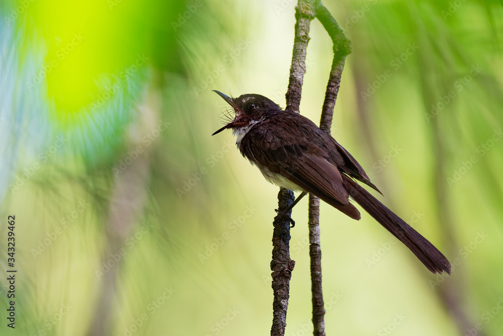 Malaysian Pied-Fantail - Rhipidura javanica black and white singing ...